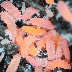 TC INSECTS | eBay Stores