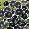 50 PENNIE BLACK - NEMOPHILA Discoidalis Penny White Flower Seeds *Comb ...