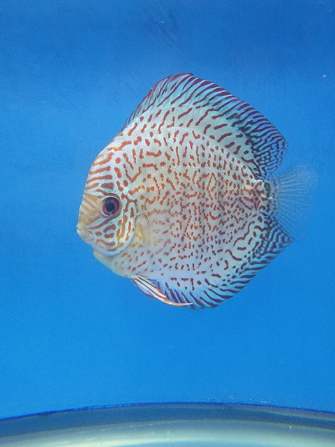 Small Discus Fish For Sale