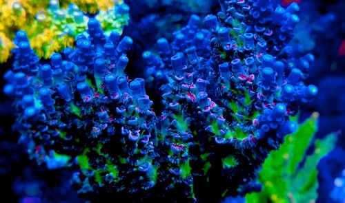 CC Pink Highlighter- Live Coral Frag SPS/Acropora | eBay