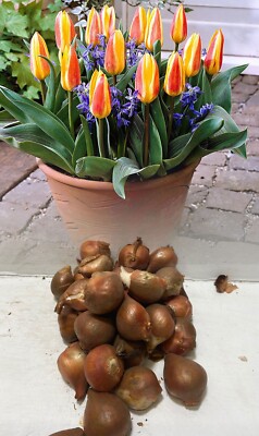 Dwarf Tulip Bulbs for sale | eBay
