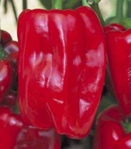 Peppers Redwing Sweets Dutch Have Rounded Squares Shape With Four Lobes ...