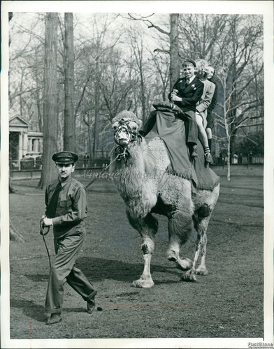 1941 Children Enjoy Ride On Camel Back At Bronx Zoo For Easter Animals ...