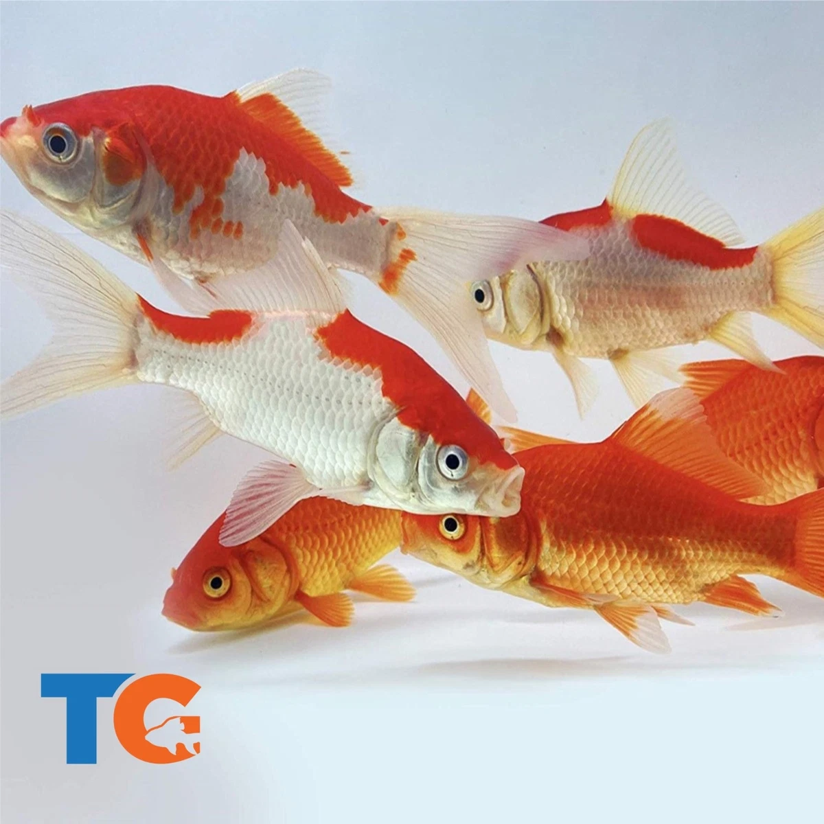 Peixinho Dourado Tamasaba Peixes De Aquário Peixinho Dourado Foto