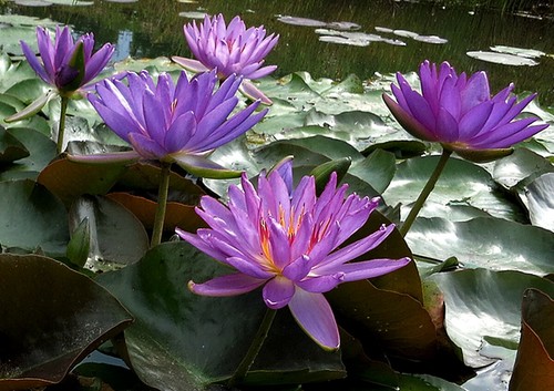 Live Purple Flower Violicious Winter Hardy Waterlily Aquatic Pond Plant ...