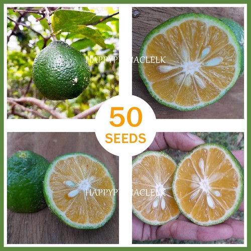 50+ Seeds of LEMON Organic Lime Seeds Ceylon Citrus Seeds | eBay