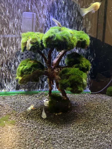 Driftwood Marimo Moss Ball Aquarium Tree - LIVE- UK seller - Handmade | eBay UK