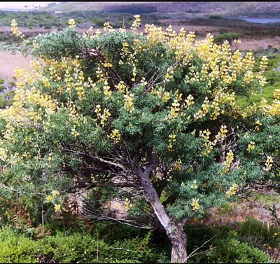 Plants & Seedlings for Sale - eBay