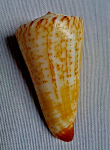 wenrab_shell | eBay Stores