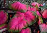 `2x Caladium Day Dreamer -Chicsonabudget | eBay