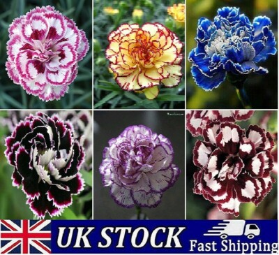 Carnation Seeds for sale | eBay UK