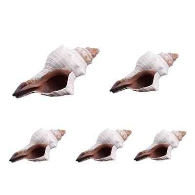 Large Sea Shells for sale | eBay