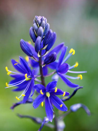 20 Blue LARGE CAMAS Camassia Leichtlinii Quamasia Great Camass Native ...