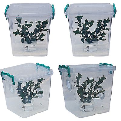 Stick Insect Tank for sale | eBay