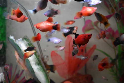 PLATY Fish Pack of 10 Juvenile Mixed Colors Live Freshwater Livebearer ...