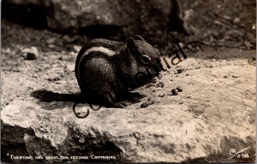 Real Photo Great Fun Feeding A Chipmunk Chipmunks Animal Postcard RP ...