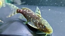 Synodontis angelicus for Sale: the polka dot African catfish