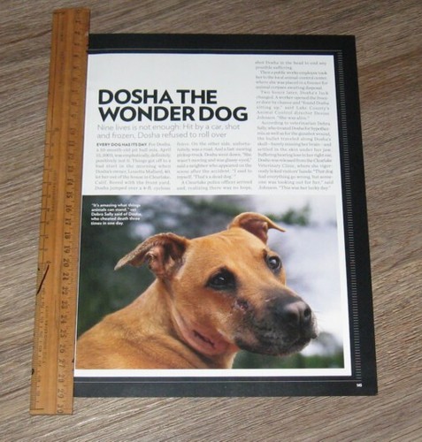 AMAZING STORY OF SURVIVAL Dosha The Wonder DOG Pit Bull Mix original ...