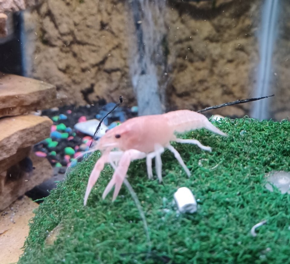 Crayfish Live Aquarium Invertebrates for sale | eBay