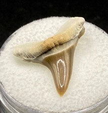 Hooked On Shark Teeth | eBay Stores