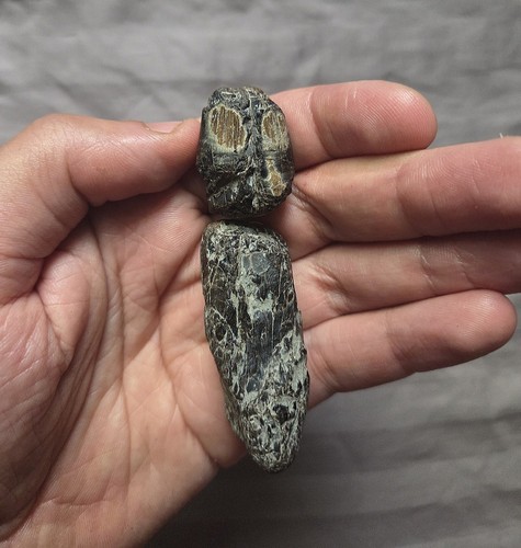 Ultra Rare Thick Pliosaur Tooth Fossil From The Uk Sea Tyrannosaurus ...