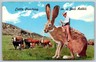 Vintage 1960s Postcard Cowboy Punching Cattle on a Jackrabbit | eBay