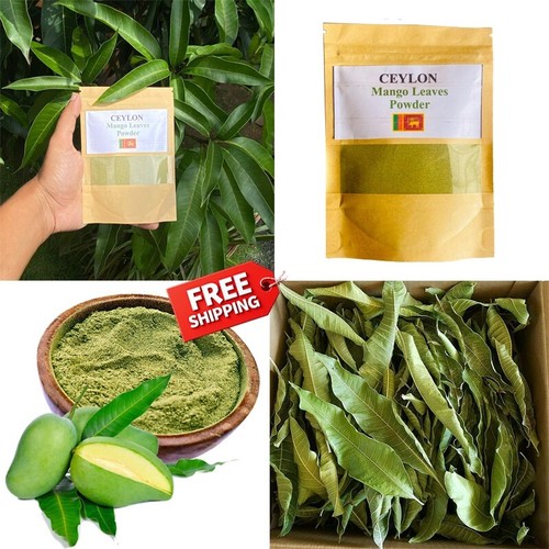 DRIED MANGO LEAVES POWDER Sri Lanka organic Mangifera indica leaf ...