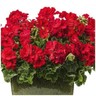 GERANIUM Pluto Hybrids Mix x10 Seeds. Heavy flowering premium hybrid ...