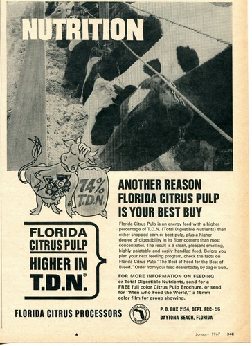 1967 Print Ad of Florida Citrus Processors Pulp TDN Cattle Cow Feed | eBay
