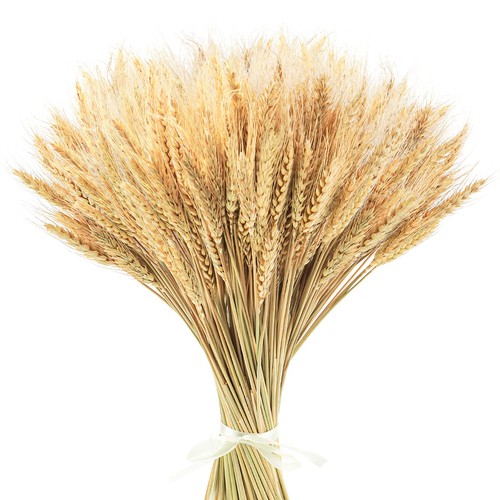 17.7 Inches Dried Wheat Stalks, 400 Stems Dried Flowers 100% Natural ...