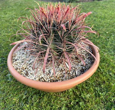 Ferocactus for sale | eBay