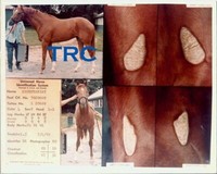 SECRETARIAT - ORIGINAL 8X10 1973 HEAD SHOT PHOTO AT BELMONT PARK! | eBay