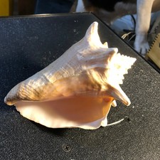 Conch Shells for sale | eBay