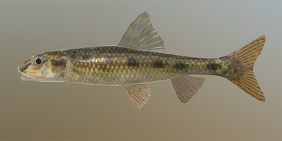 Gudgeon Fish for sale | eBay