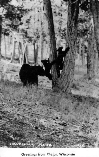 WISCONSIN RPPC REAL PHOTO POSTCARD: NORTHWOODS BEAR & HER CUBS, PHELPS ...