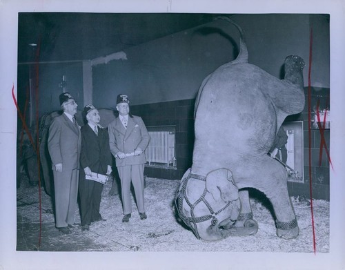 1951 Shrine Circus Elephant St Paul Press Photo | eBay
