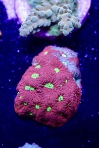 Reef-Freaks | eBay Stores