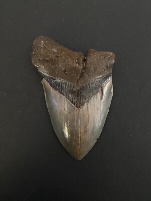 Real Shark Tooth for sale | eBay