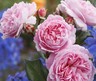 LIVE PLANT 7 SISTERS PINK ROSE BUSH HEIRLOOM CLIMBING BABY RAMBLER ...