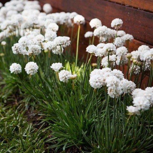 Armeria Dreameria Dream Clouds 1 Gallon Plant Thrift Sea Pinks Live ...