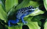 BLUE POISON DART FROG GLOSSY POSTER PICTURE PHOTO toad arrow okopipi ...
