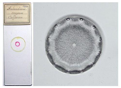 Antique Microscope Slide Selected Diatom ~ Aulacodiscus Oreganus ~ F ...