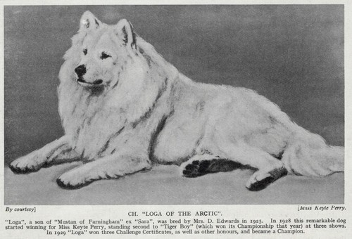 Samoyed "Loga" - 1934 Vintage Dog Art "Photo" Print - CUSTOM MATTED | eBay