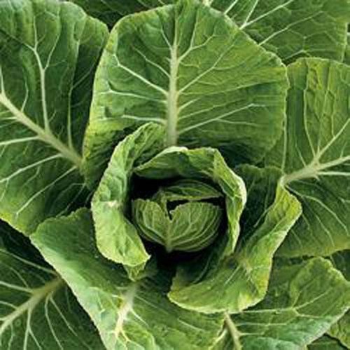 Collards Vates Heirloom Vegetable By Seed Kingdom 1,300 Seeds | eBay