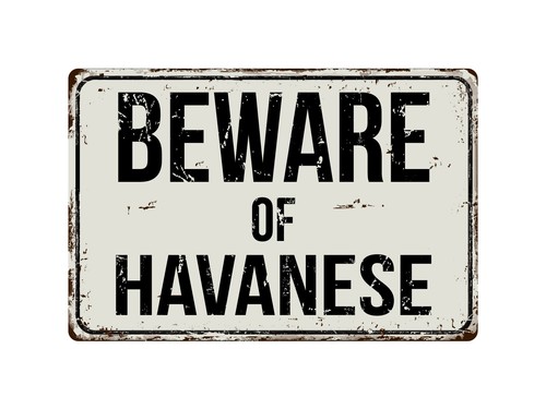 314VS Beware Of Havanese 8 "x 12" Vintage Aluminum Retro Metal Sign | eBay