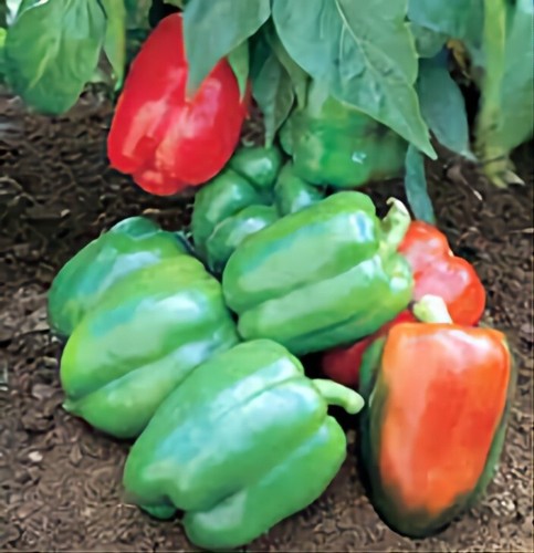 Puerto Rico Grown Rainbow Bell Pepper Seeds, Capsicum anuum, NON-GMO ...