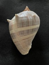 Sunita Shells | eBay Stores