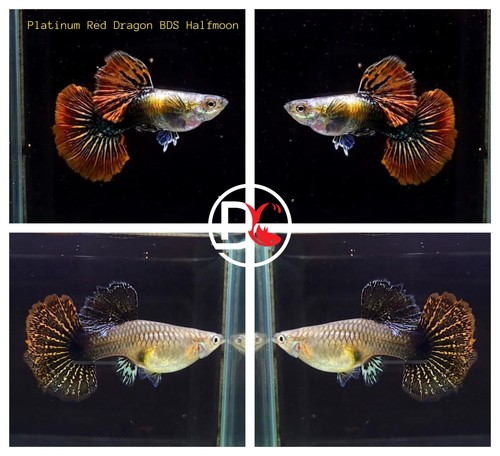 1 Pair - Live Aquarium Guppy Fish - Platinum Red Dragon BDS - UPS 2nd ...