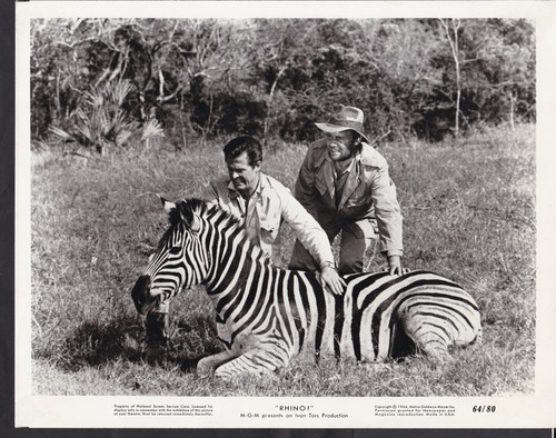 Robert Culp and Harry Guardino with zebra in Rhino! 1964 movie photo ...