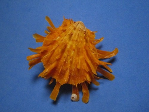 Spondylus foliaceus f. croceus (Lamarck, 1819) "ORANGE!" (79.9mm) | eBay